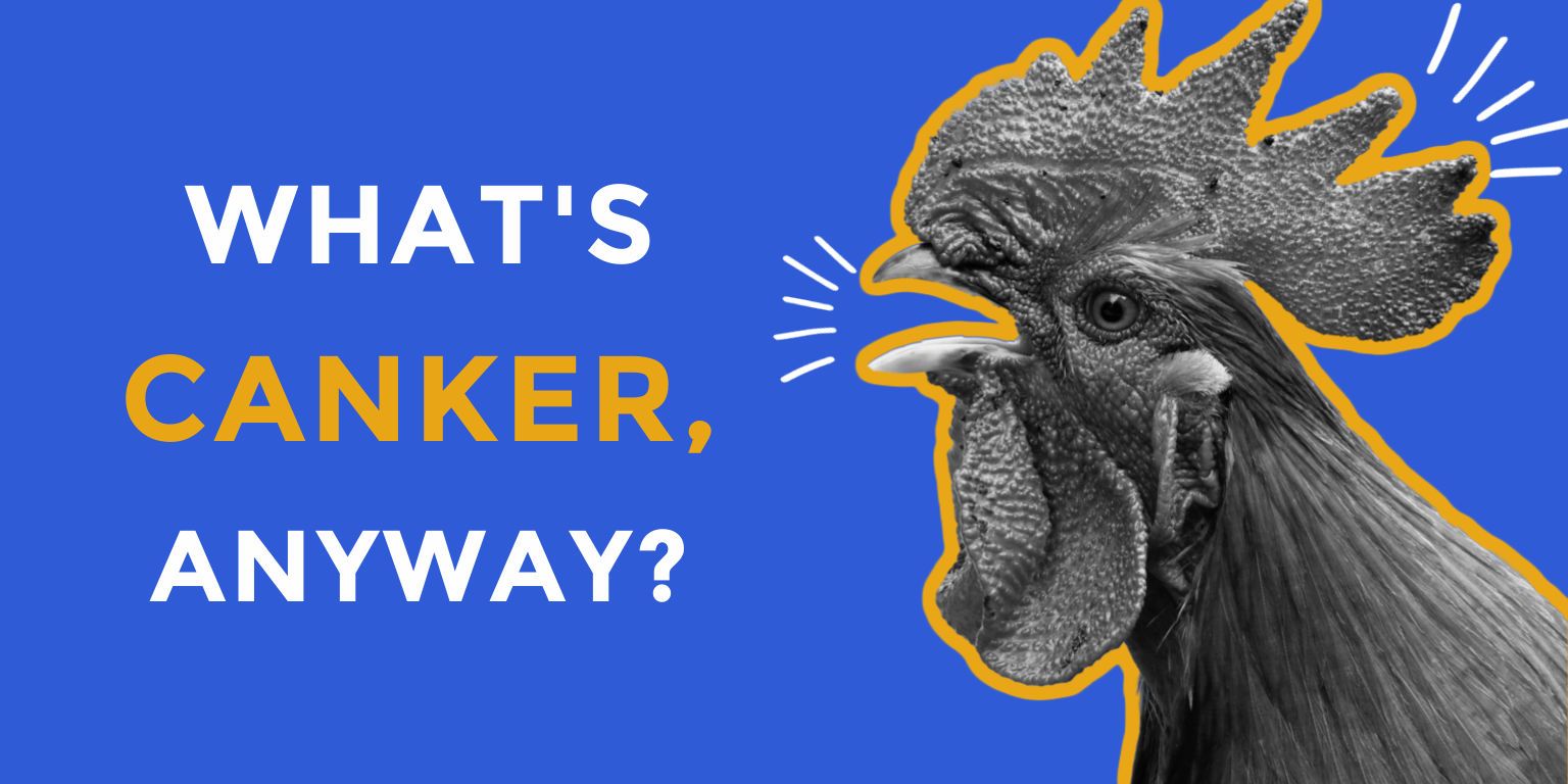 How to Treat & Prevent Canker in Pigeons, Chickens, & Finches